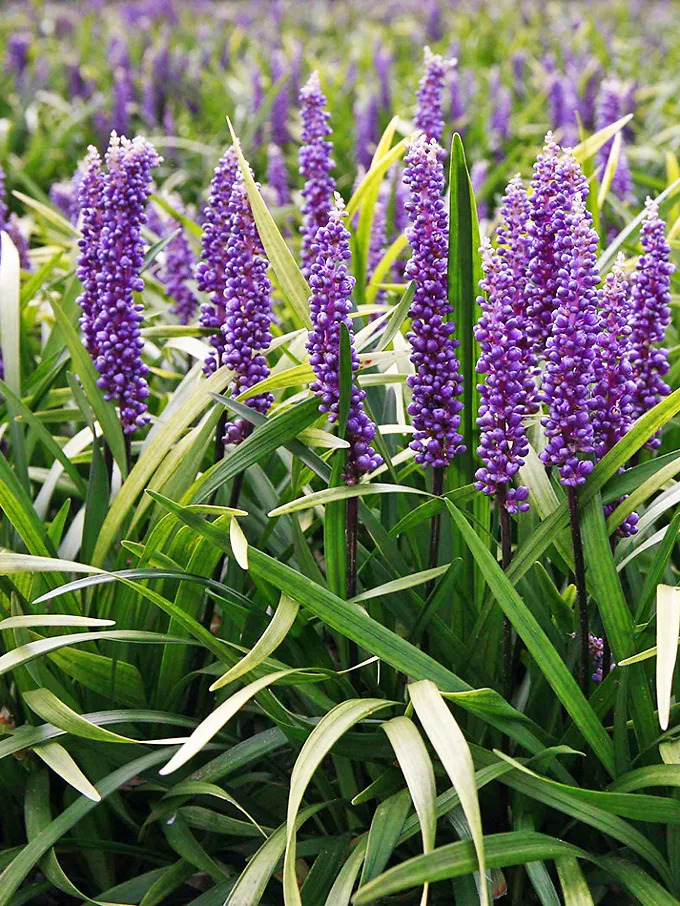 Liriope Perennials For Sale Online | The Tree Center