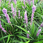 Purple Explosion Liriope For Sale Online | The Tree Center
