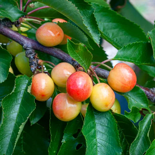 Rainier Cherry Tree For Sale Online | The Tree Center