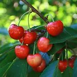 Rainier Cherry Tree For Sale Online | The Tree Center