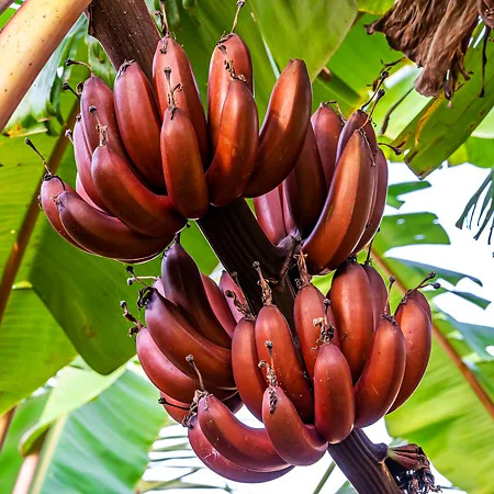 Red Banana For Sale Online | The Tree Center