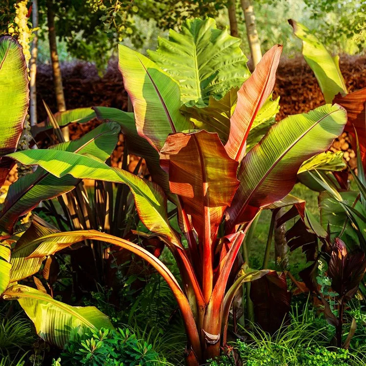 Red Banana For Sale Online | The Tree Center