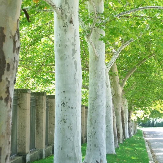 Rockford Road™ Planetree For Sale | The Tree Center