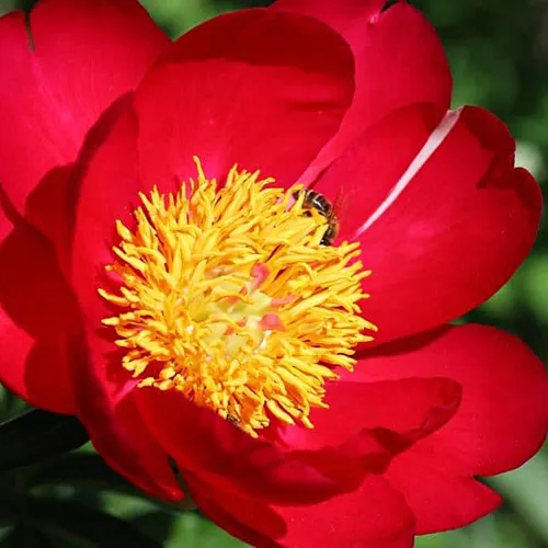 Scarlet O’Hara Peony For Sale Online | The Tree Center