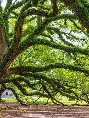 Oak Trees For Sale Online | The Tree Center