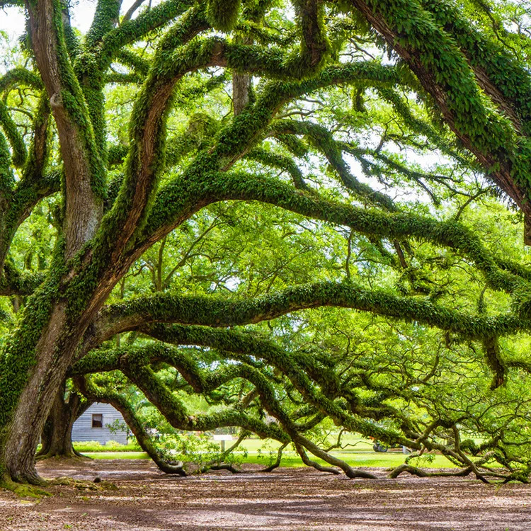 Southern Live Oak Tree For Sale Online | The Tree Center