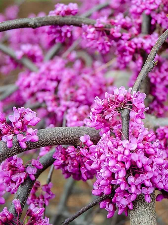Buy Oklahoma Redbud Trees Online l The Tree Center