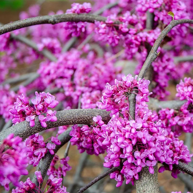 Buy Texas Redbud Trees Online l The Tree Center