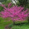 Buy Texas Redbud Trees Online l The Tree Center