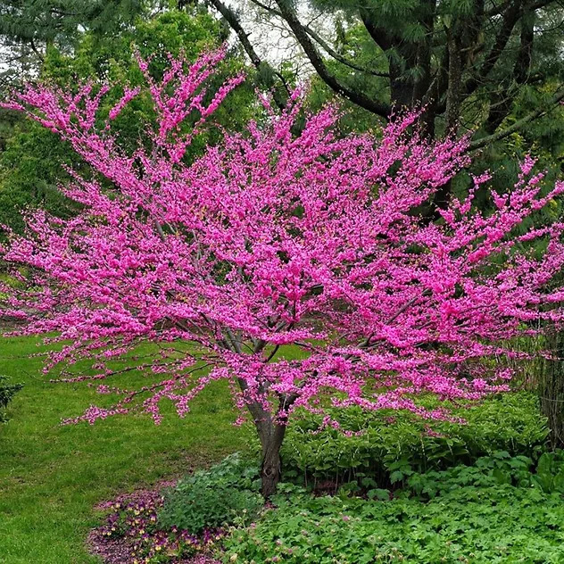 Buy Texas Redbud Trees Online l The Tree Center