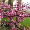 Buy Texas Redbud Trees Online l The Tree Center