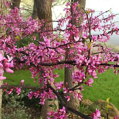 Buy Texas Redbud Trees Online l The Tree Center