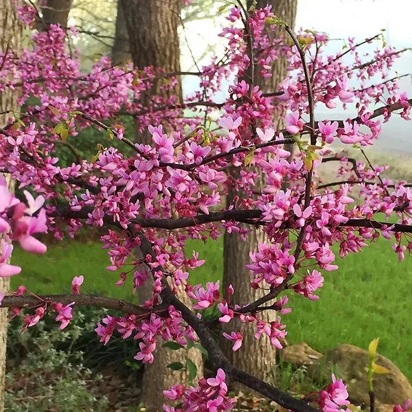 Buy Texas Redbud Trees Online l The Tree Center
