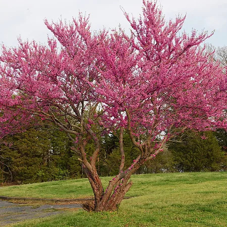 Buy Texas Redbud Trees Online l The Tree Center