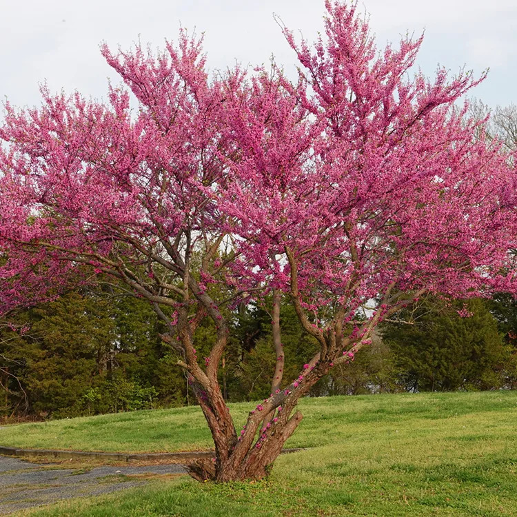 Buy Texas Redbud Trees Online l The Tree Center