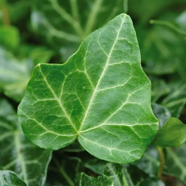 Thorndale Ladder English Ivy For Sale Online | The Tree Center