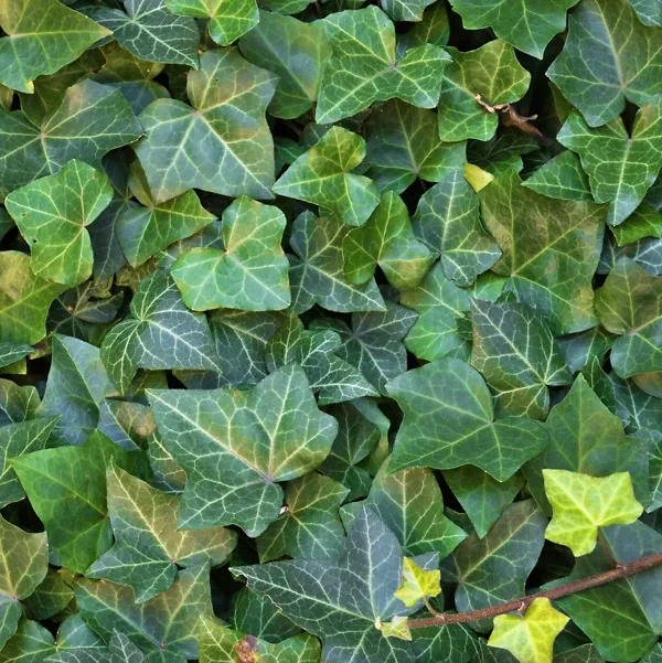Thorndale Ladder English Ivy For Sale Online | The Tree Center
