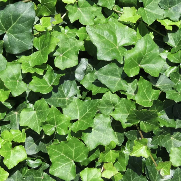 Thorndale English Ivy For Sale Online | The Tree Center