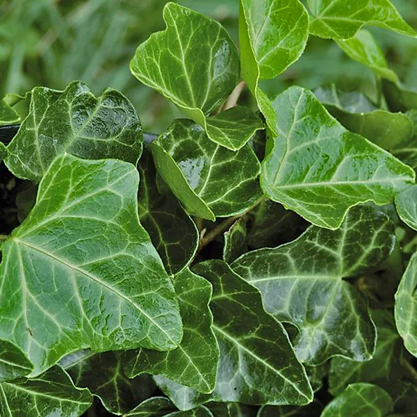 Thorndale English Ivy For Sale Online | The Tree Center