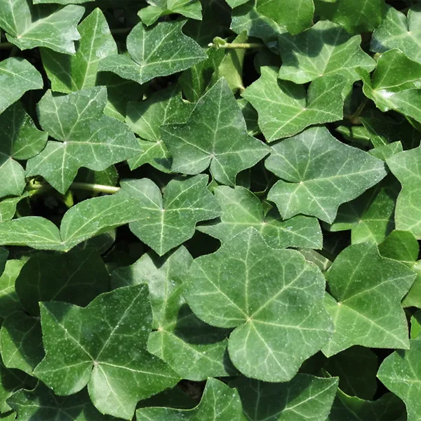 Thorndale English Ivy For Sale Online | The Tree Center