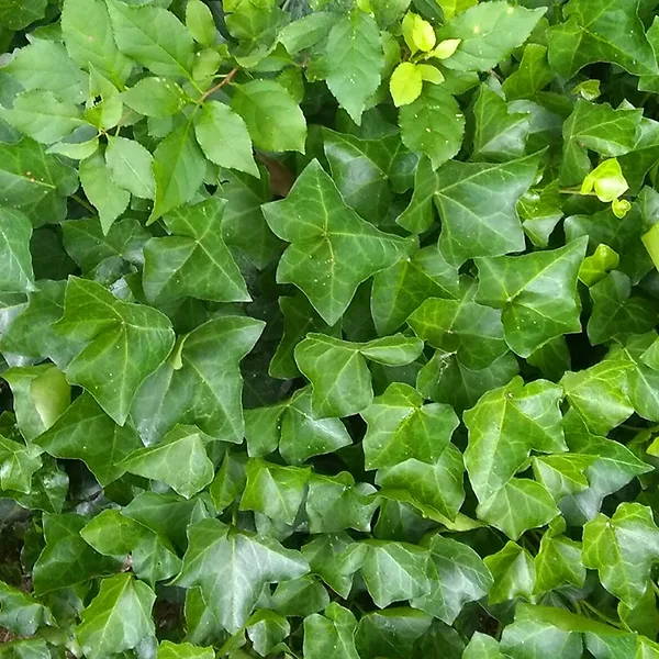 Thorndale English Ivy For Sale Online | The Tree Center