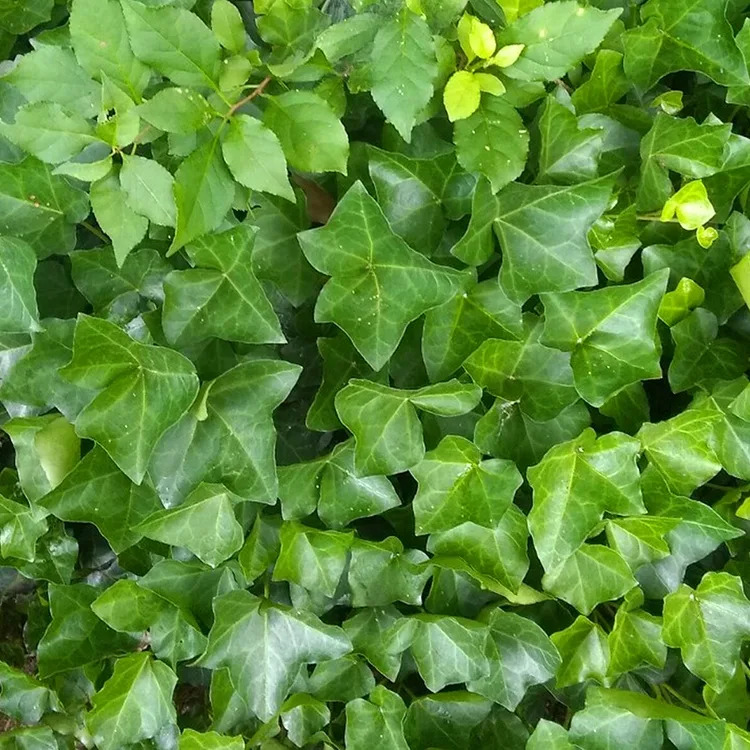 Thorndale English Ivy For Sale Online | The Tree Center