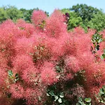The Velvet Fog® Smoke Tree For Sale Online | The Tree Center