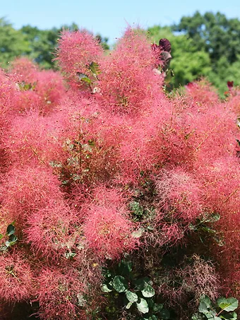 Smoke Trees For Sale Online | The Tree Center