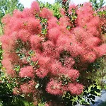 The Velvet Fog® Smoke Tree For Sale Online | The Tree Center
