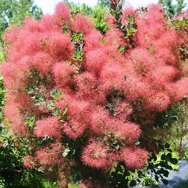 The Velvet Fog® Smoke Tree For Sale Online | The Tree Center