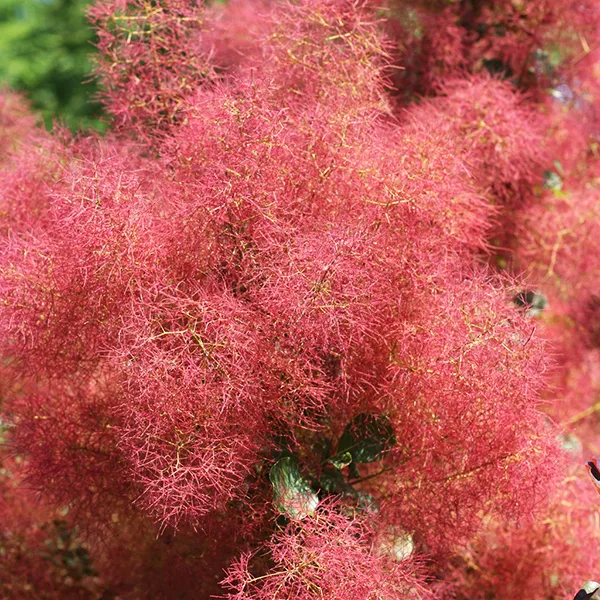 The Velvet Fog® Smoke Tree For Sale Online | The Tree Center