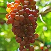 Victoria Red Grape Vines For Sale | The Tree Center