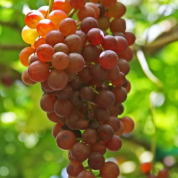 Victoria Red Grape Vines For Sale | The Tree Center