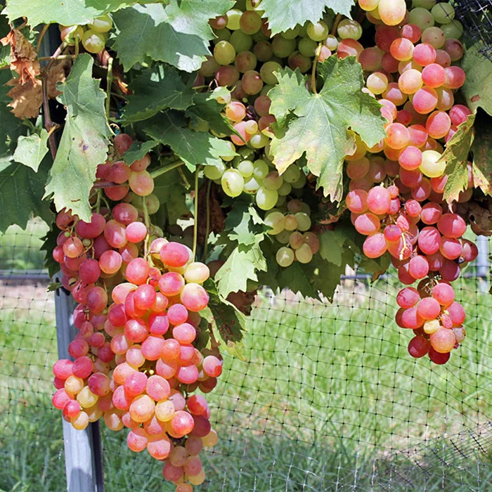 Victoria Red Grape Vines For Sale | The Tree Center