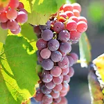 Victoria Red Grape Vines For Sale | The Tree Center