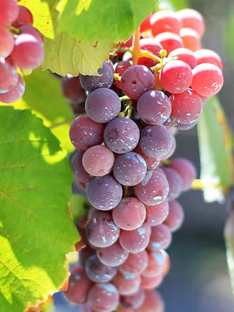 Southern Home Grape Vines For Sale | The Tree Center