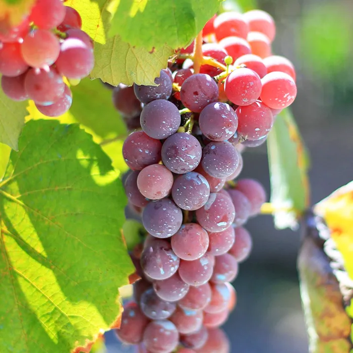 Victoria Red Grape Vines For Sale | The Tree Center