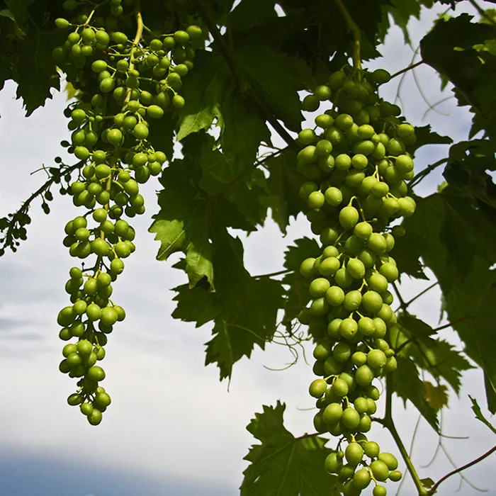 Victoria Red Grape Vines For Sale | The Tree Center