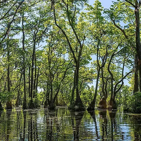 Water Tupelo For Sale Online | The Tree Center