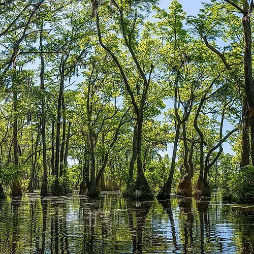 Water Tupelo For Sale Online | The Tree Center