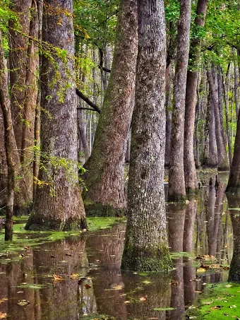 Water Tupelo For Sale Online | The Tree Center