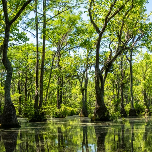 Water Tupelo For Sale Online | The Tree Center