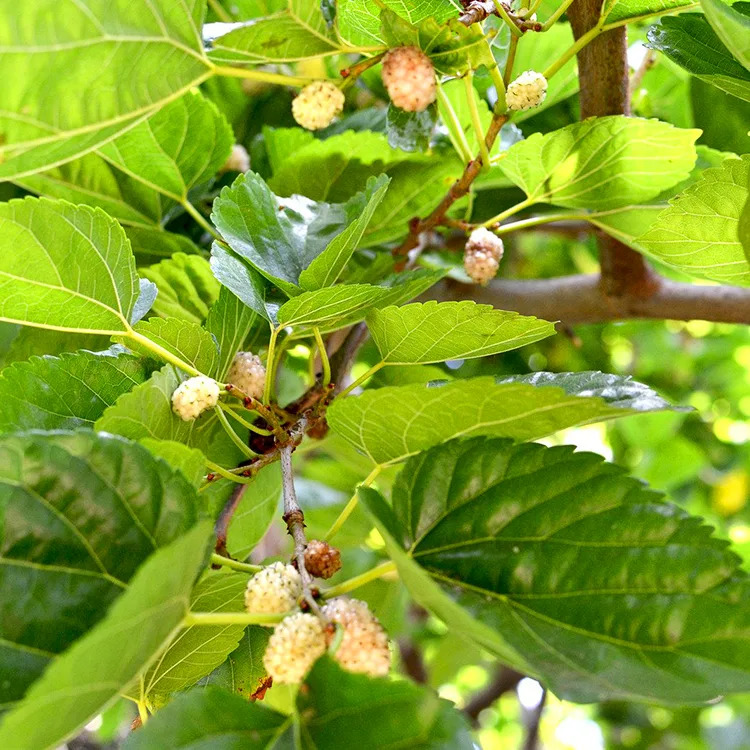 White Mulberry Tree For Sale Online | The Tree Center