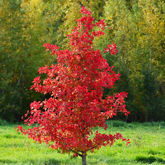 Wildfire Black Gum Trees For Sale Online | The Tree Center