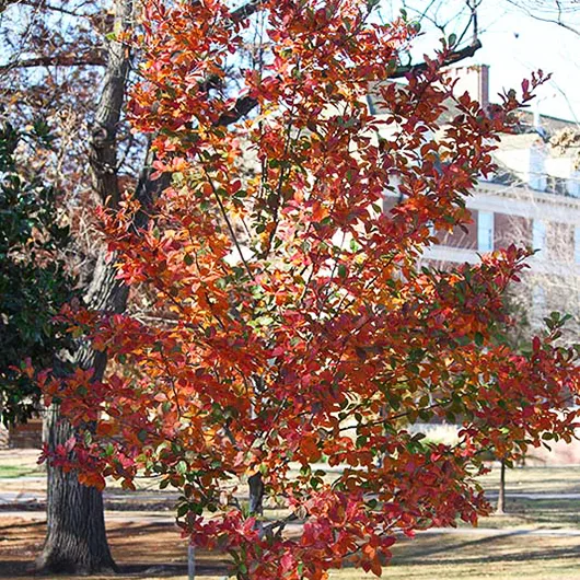 Wildfire Black Gum Trees For Sale Online | The Tree Center