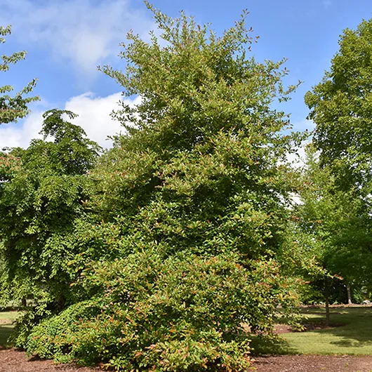 Wildfire Black Gum Trees For Sale Online | The Tree Center