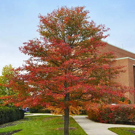 Wildfire Black Gum Trees For Sale Online | The Tree Center