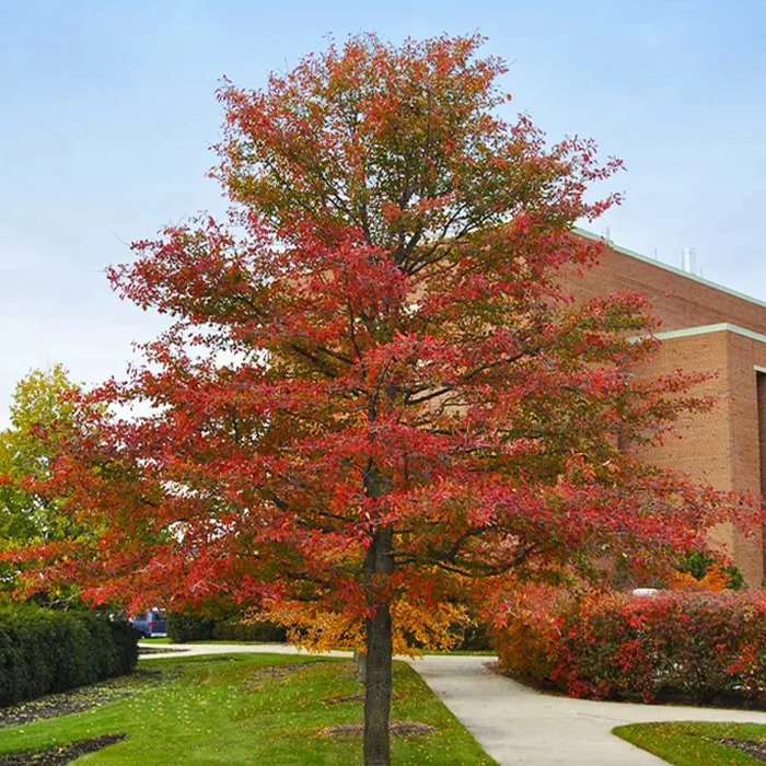 Wildfire Black Gum Trees For Sale Online | The Tree Center