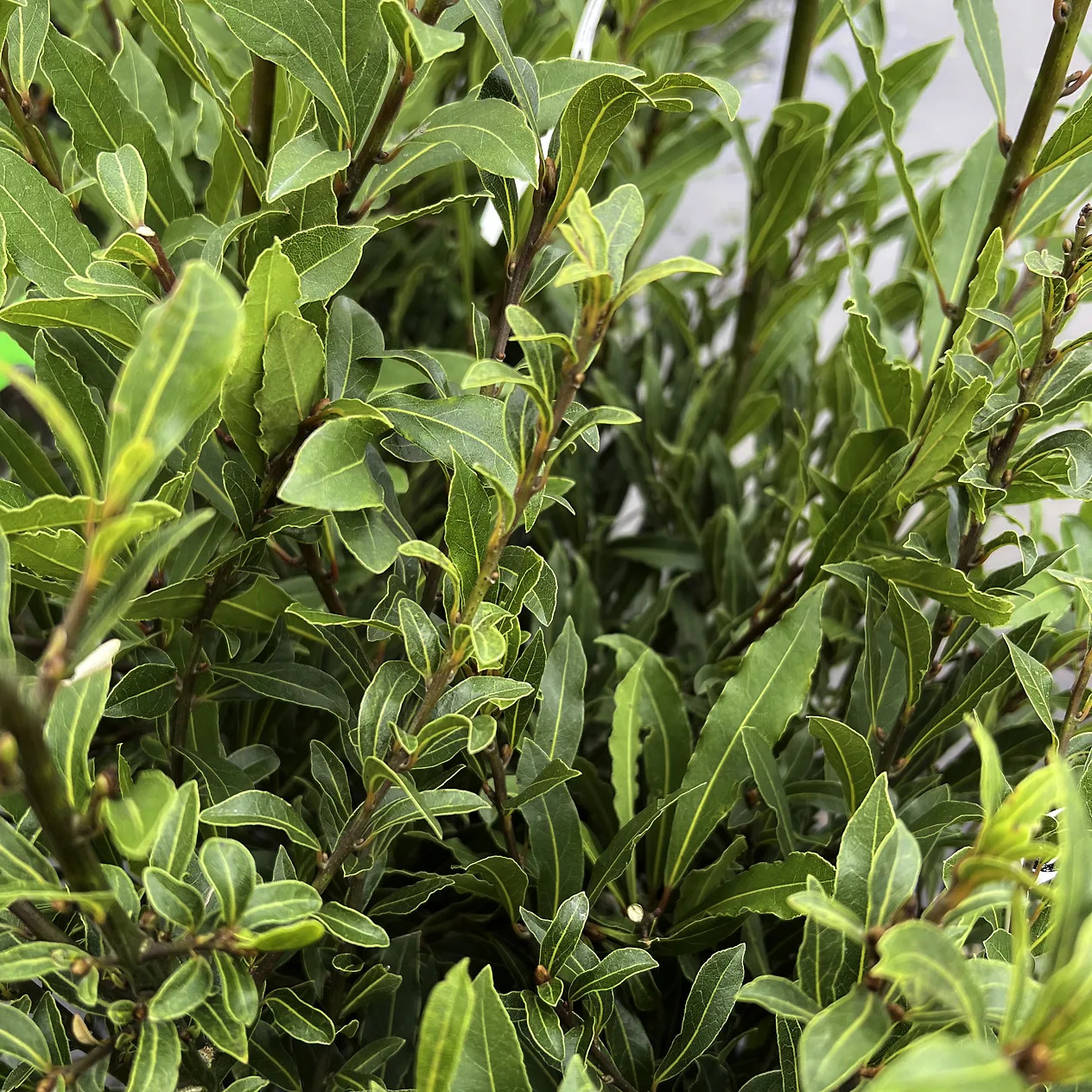 Willow Leaf Bay Laurel Trees For Sale | The Tree Center