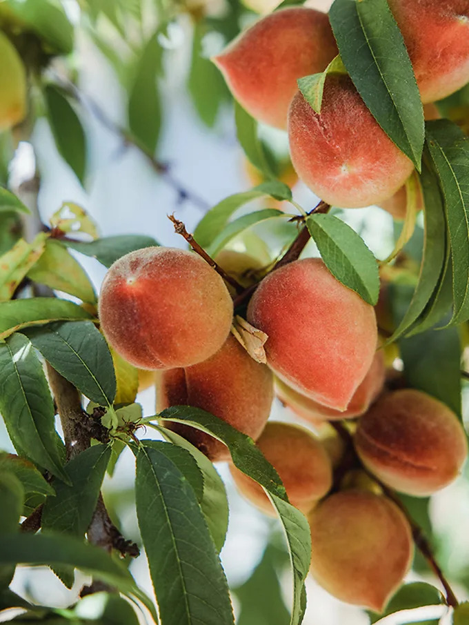 Peach Trees For Sale Online | The Tree Center